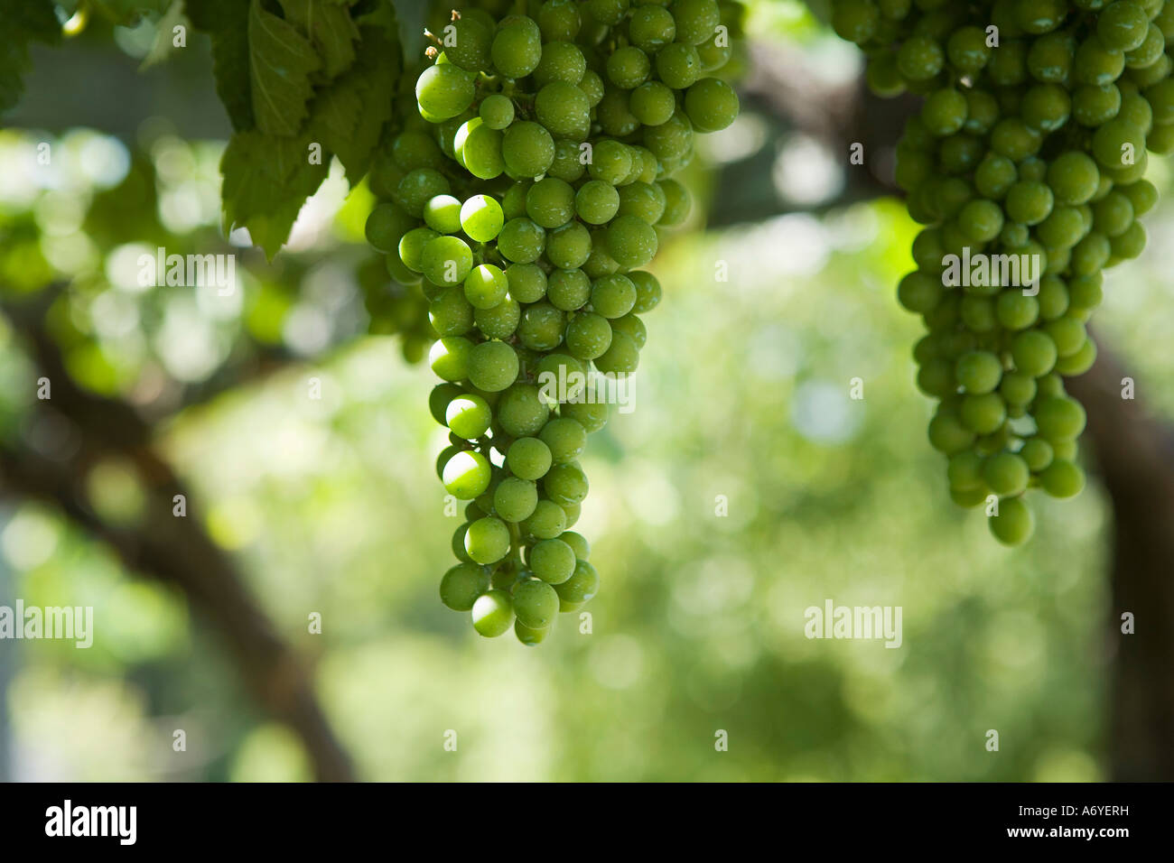 Grapes hanging from a vine Stock Photo - Alamy