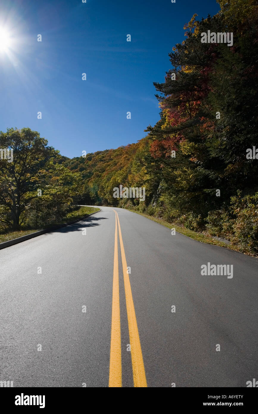 Tree lined road Stock Photo - Alamy