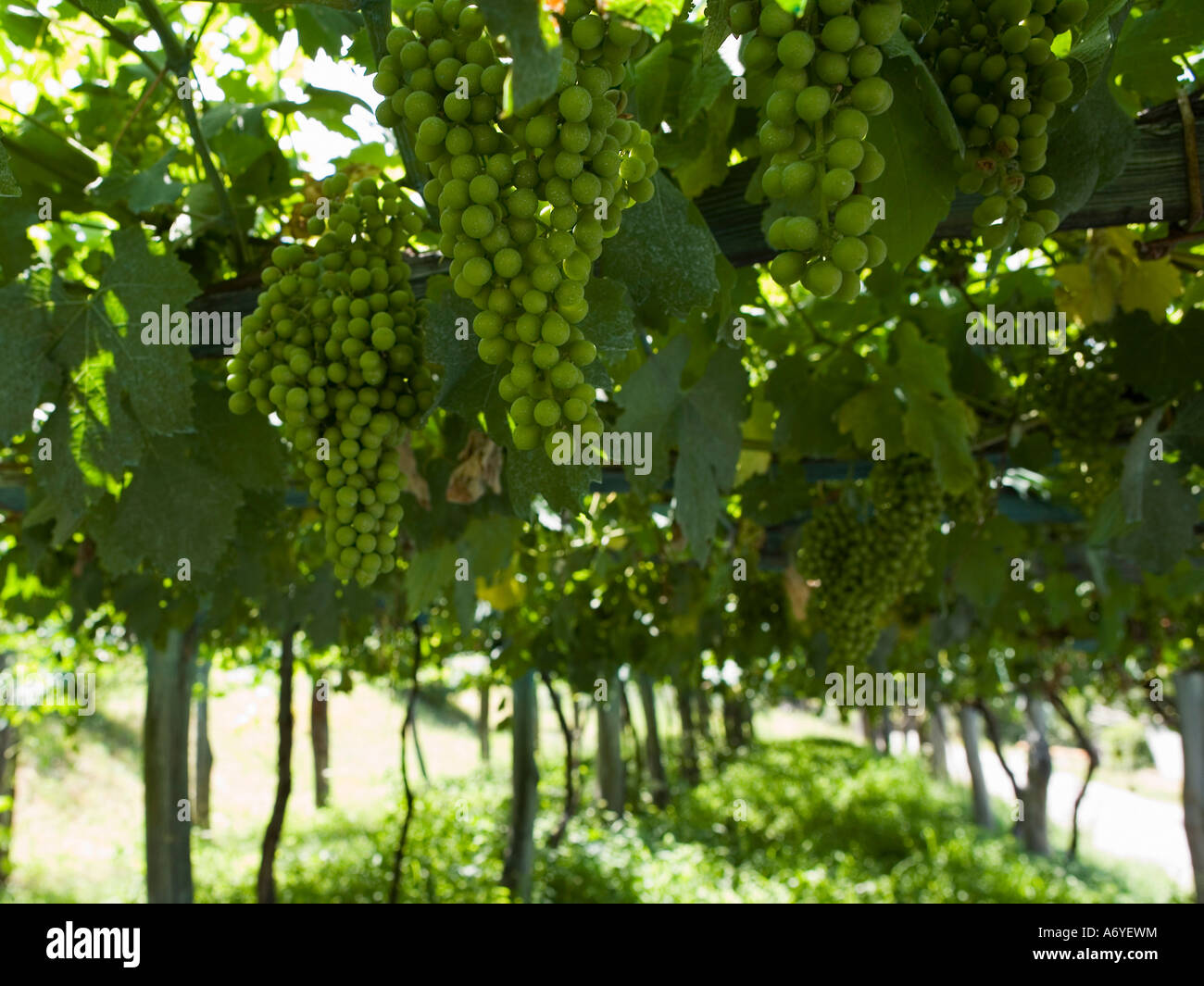 Grapes hanging from a vine Stock Photo - Alamy