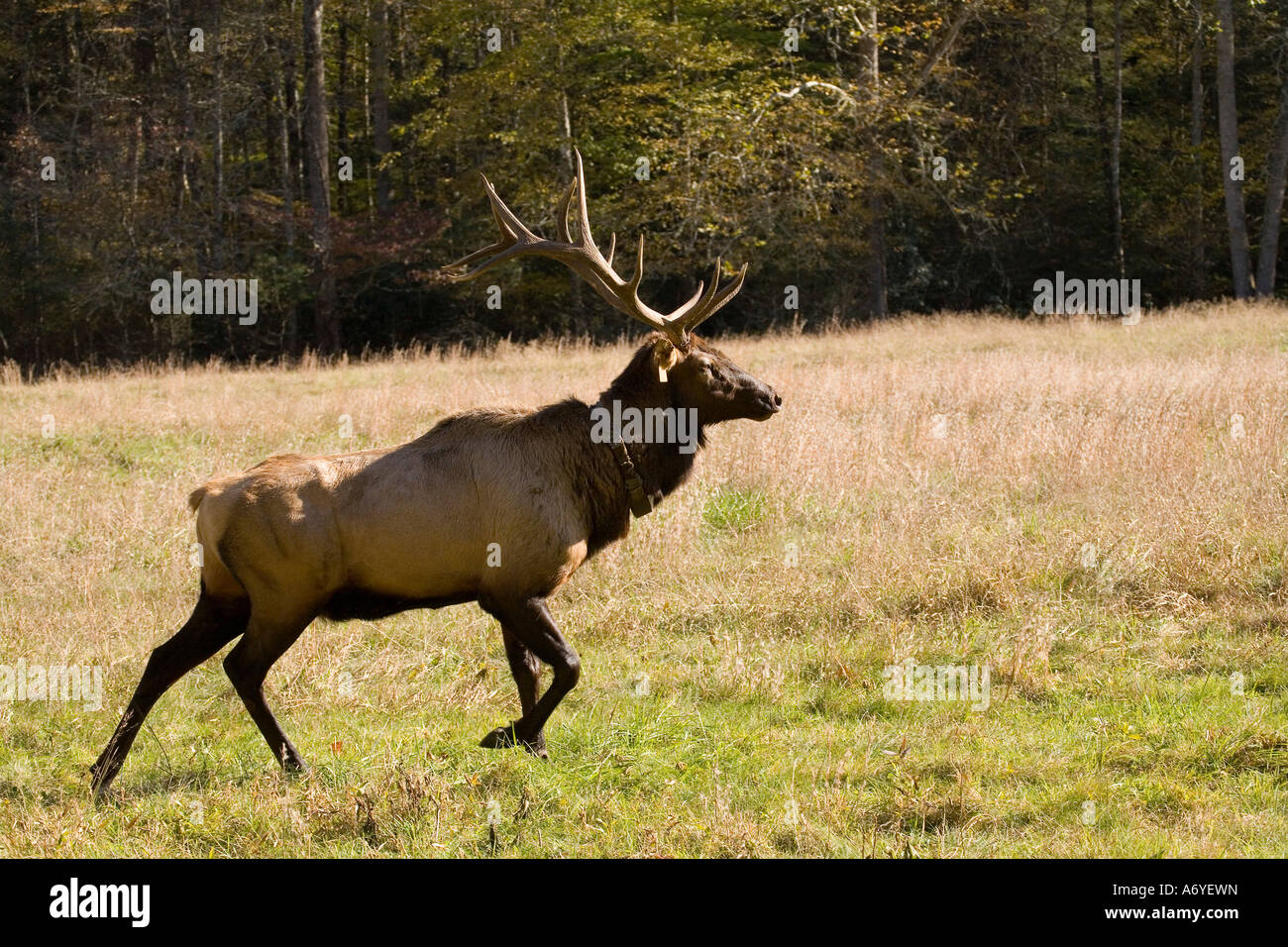 A stag deer Stock Photo - Alamy
