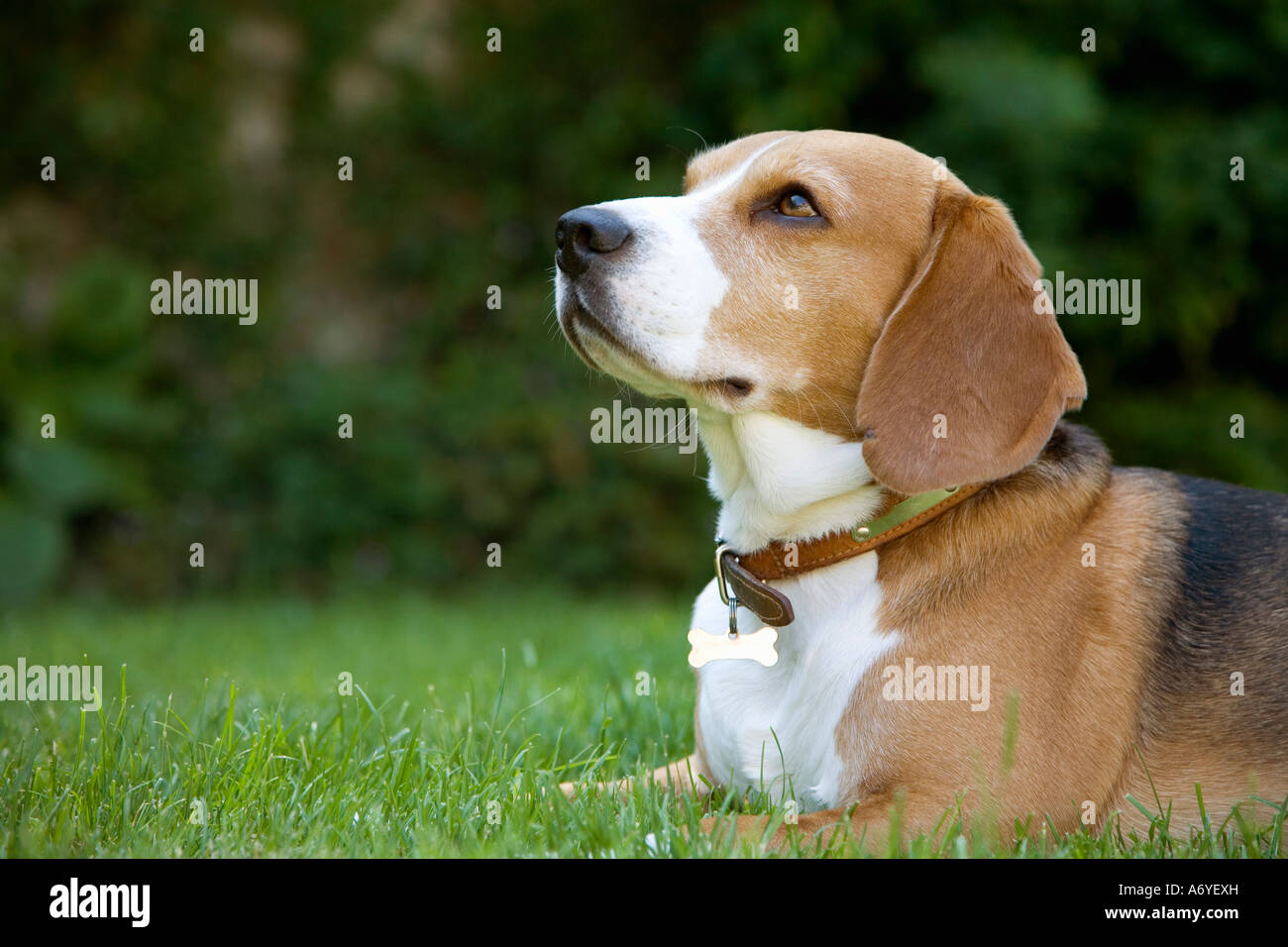 A beagle lying on grass Stock Photo - Alamy