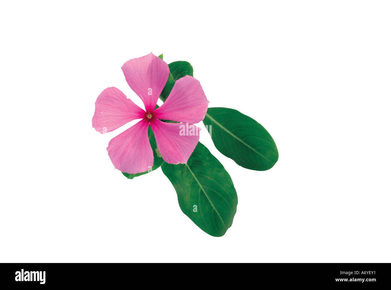 Picture of Plants Stock Photo - Alamy