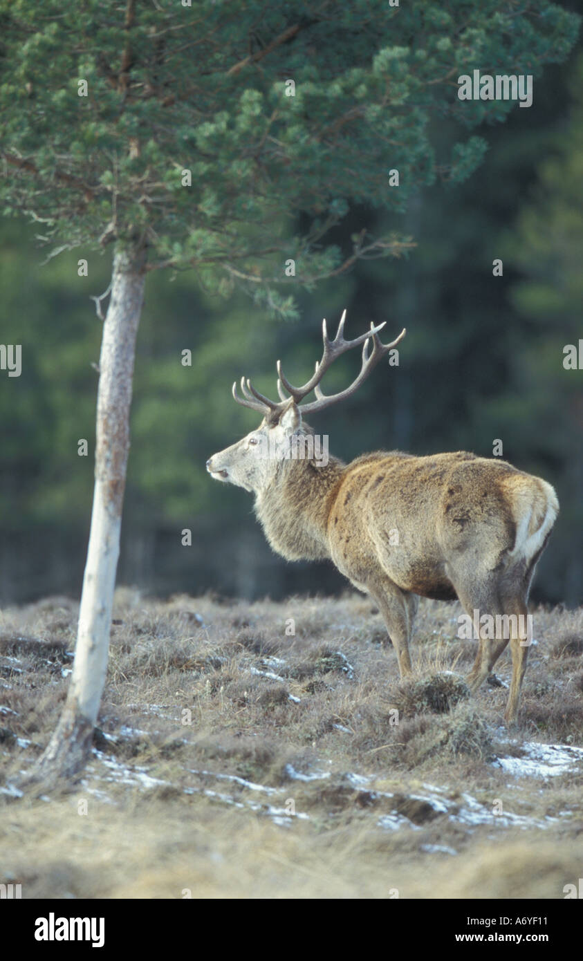 red deer under tree Stock Photo - Alamy
