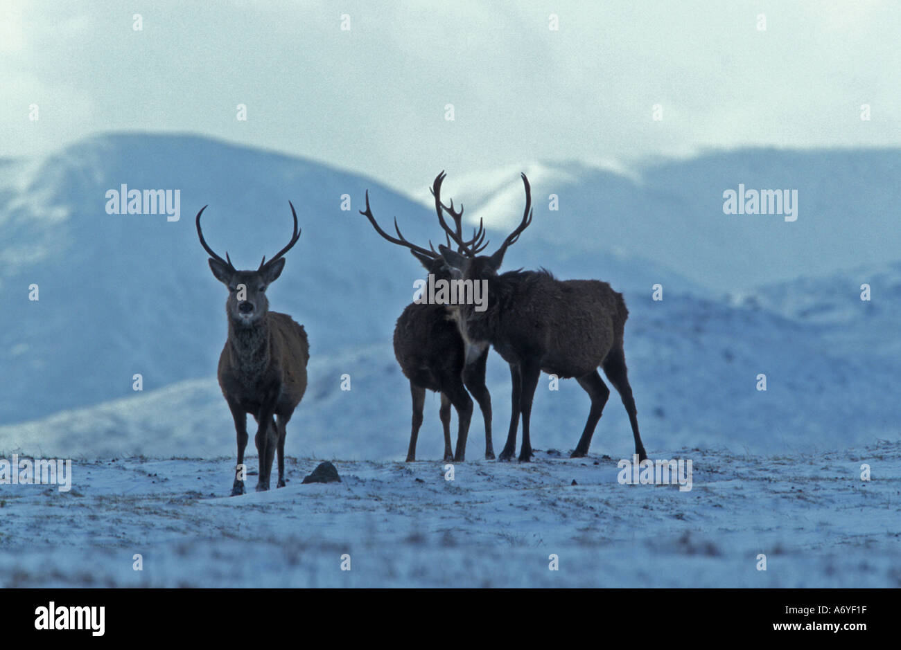 red deer in scottish highlands Stock Photo - Alamy