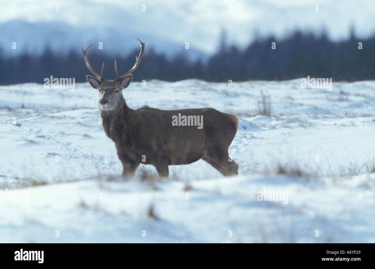 red deer in snow Stock Photo - Alamy