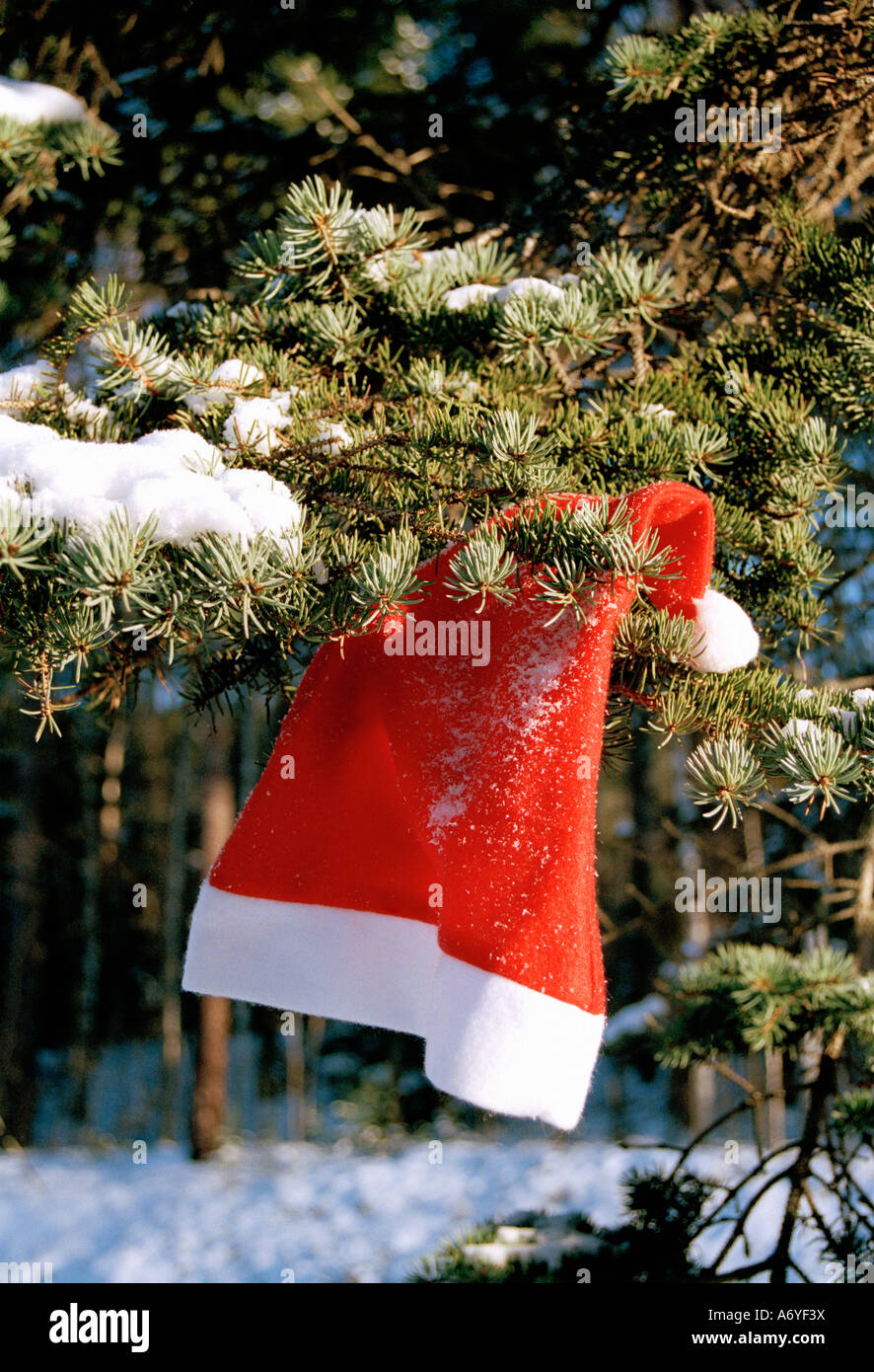 Santa hat hanging in an evergreen tree Stock Photo - Alamy