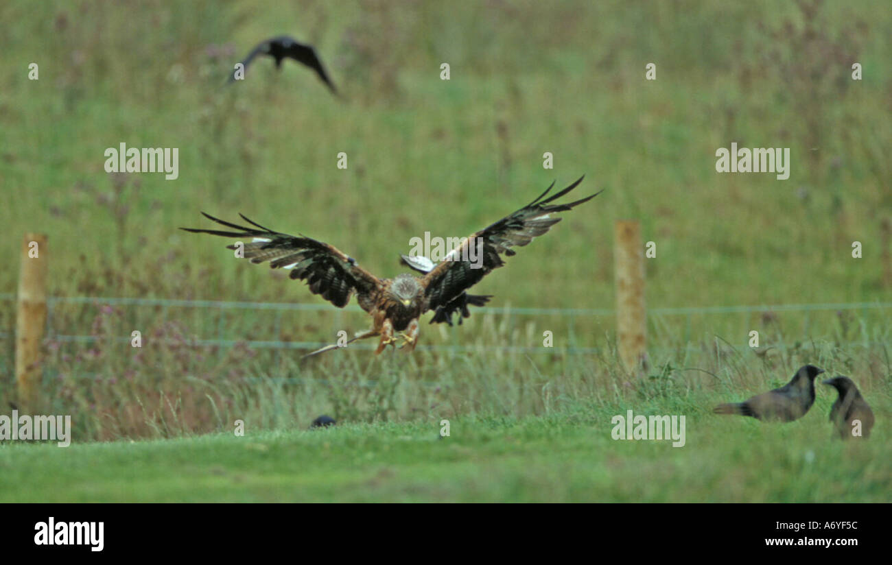 RED KITE FEEDING Stock Photo - Alamy