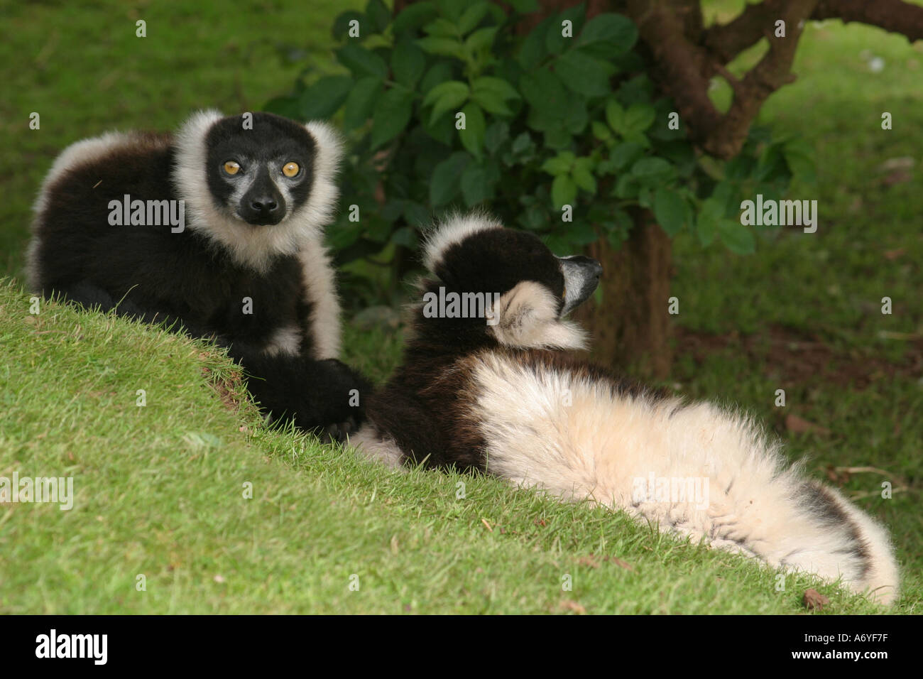 group of lemurs Stock Photo - Alamy