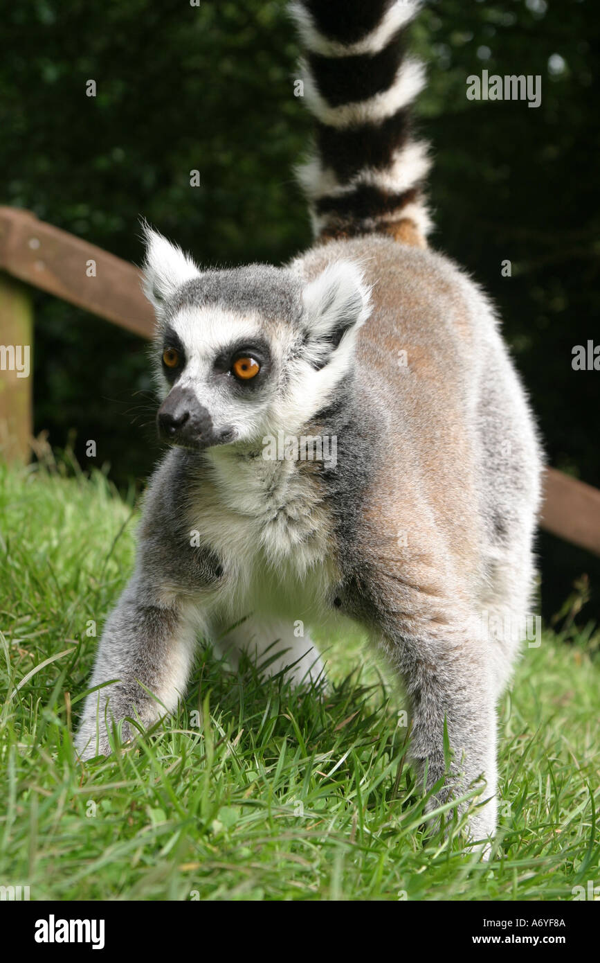 ring tailed lemur standing on all fours Stock Photo - Alamy
