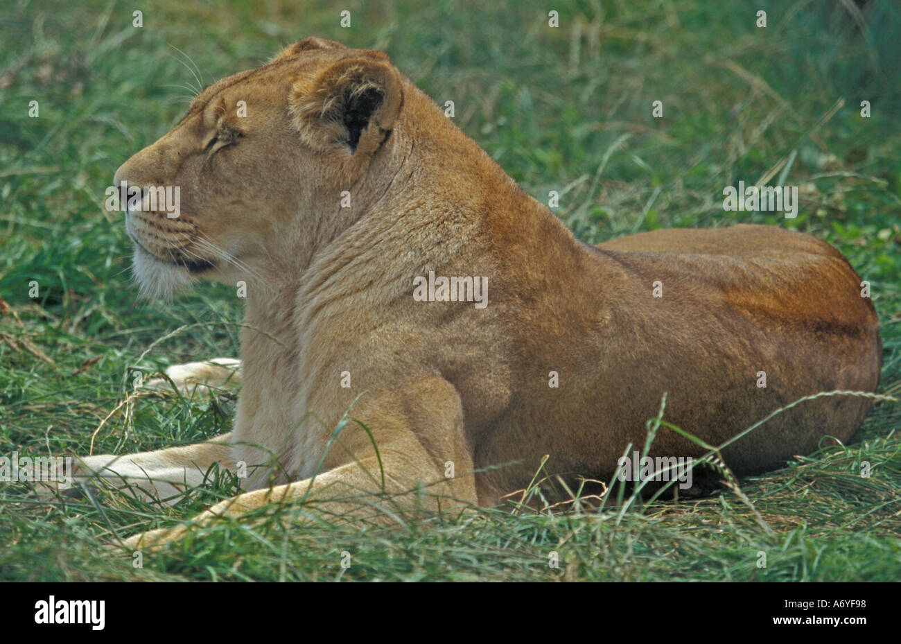 african lion sitting Stock Photo - Alamy
