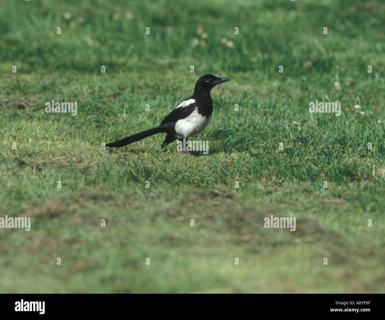 magpie in a field Stock Photo - Alamy