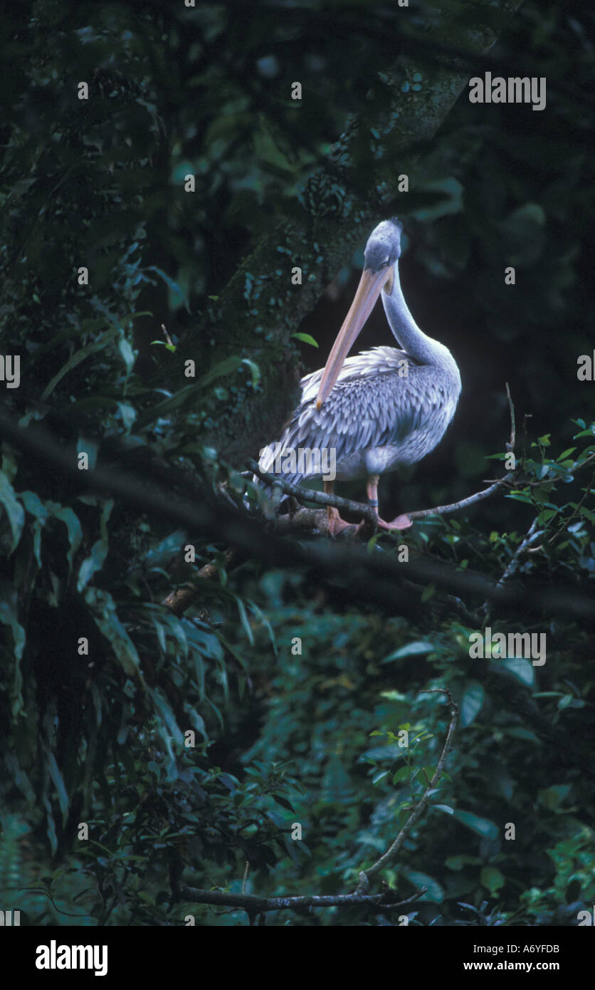 pelican in a tree Stock Photo - Alamy