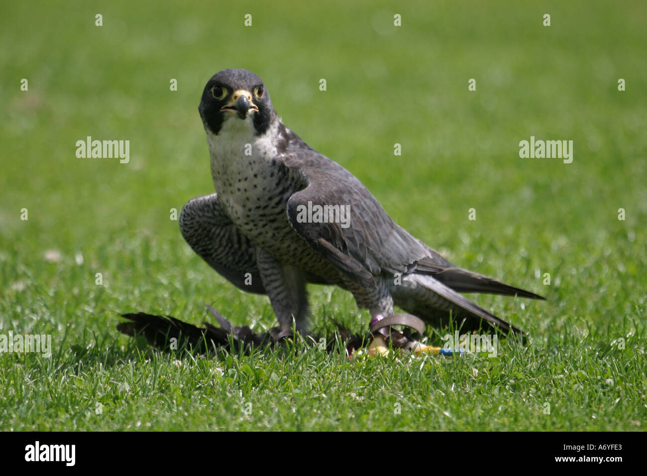 lanner falcon on the fround after flying Stock Photo - Alamy