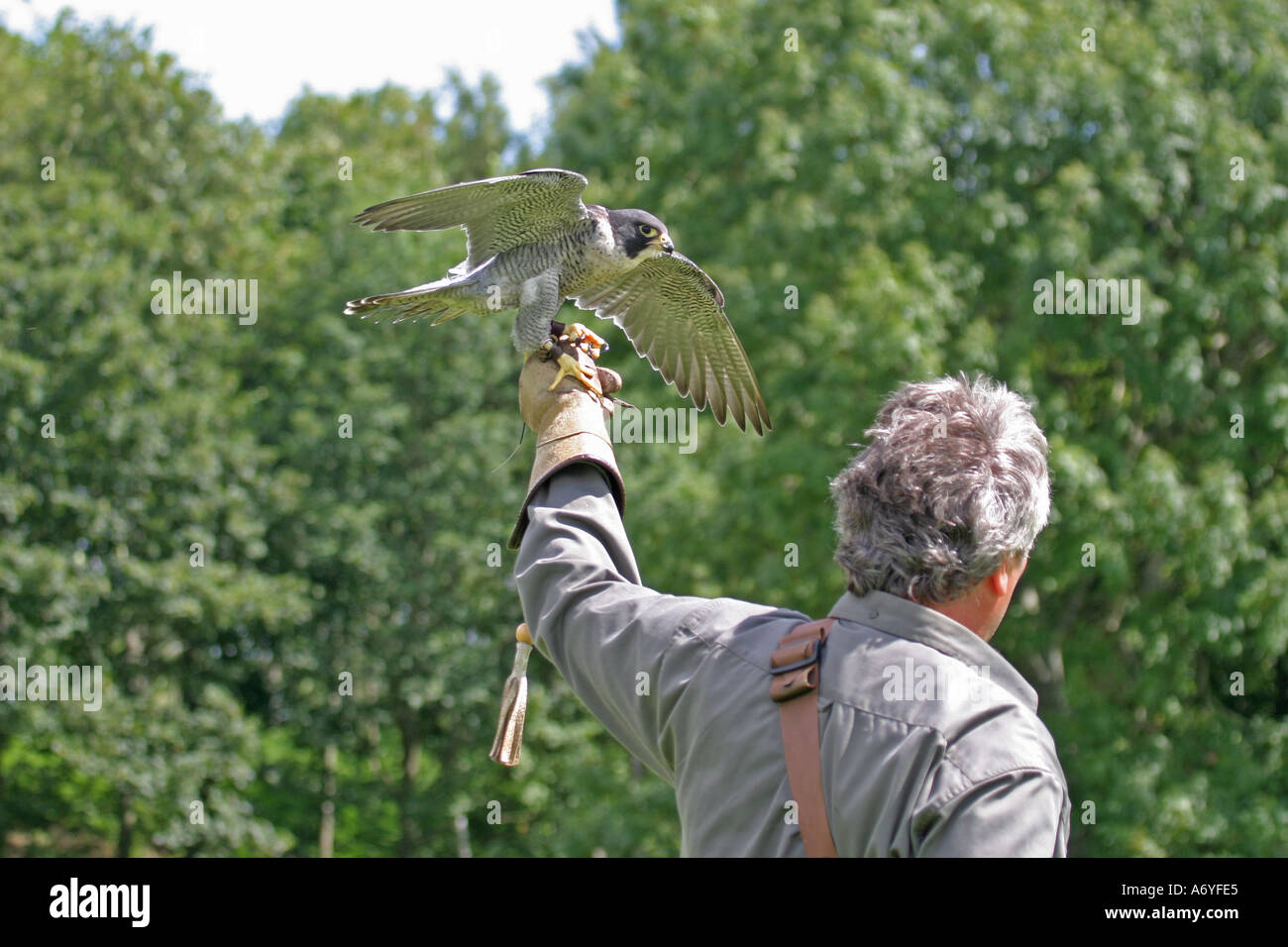 Falcon on arm hi-res stock photography and images - Alamy