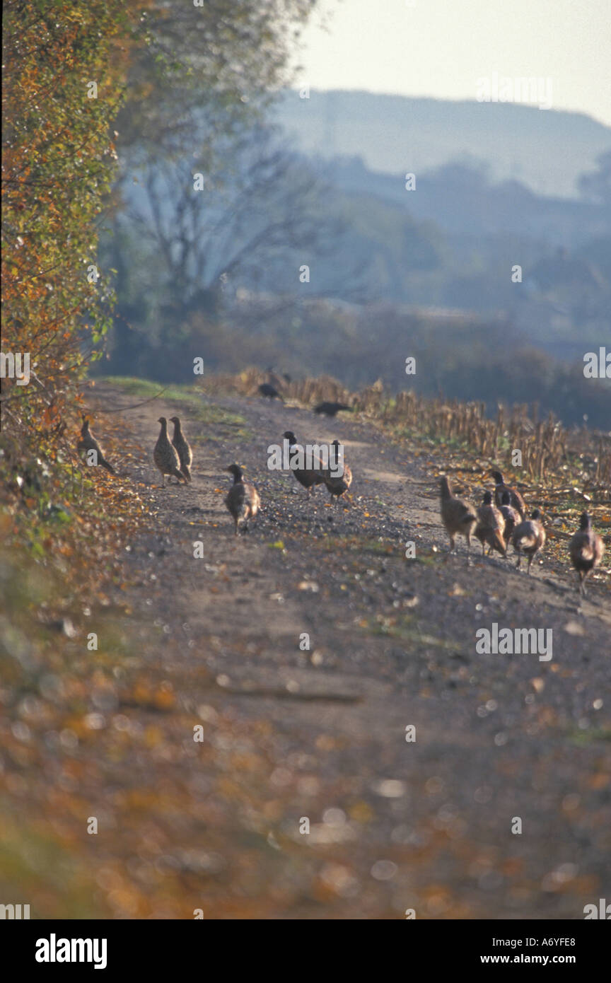 pheasants down a country lane in kent england on an early summer ...