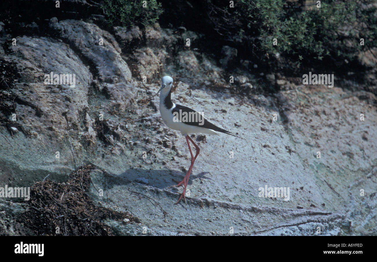 pied stilt sitting on a rock ledge near an acid lake formed from ...