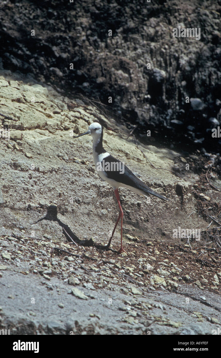 pied stilt sitting on a rock ledge near an acid lake formed from ...