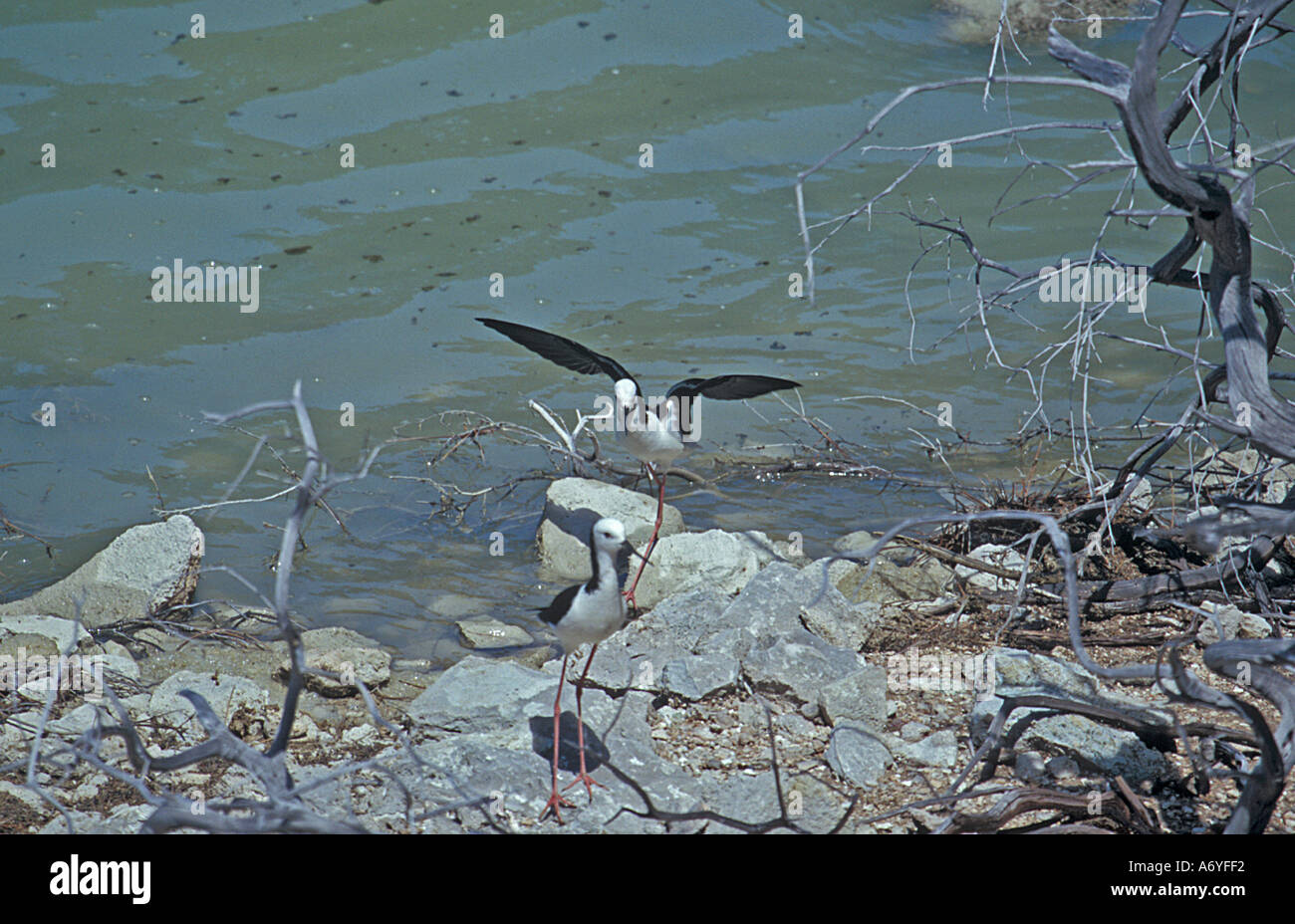 pied stilt landing on rock ledge near an acid lake formed from volcanic ...