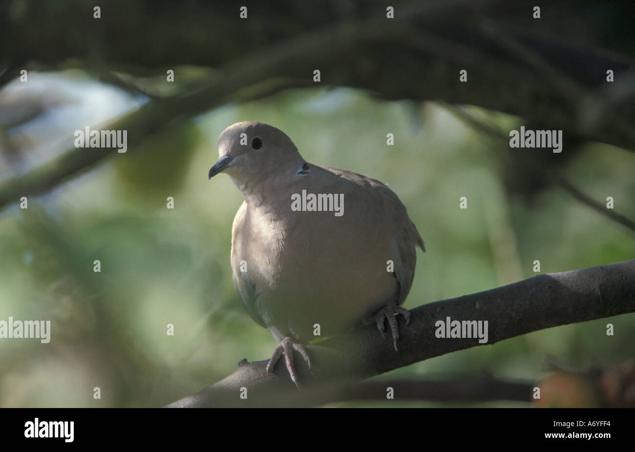 wood pigeon in an apple tree in a garden Stock Photo - Alamy