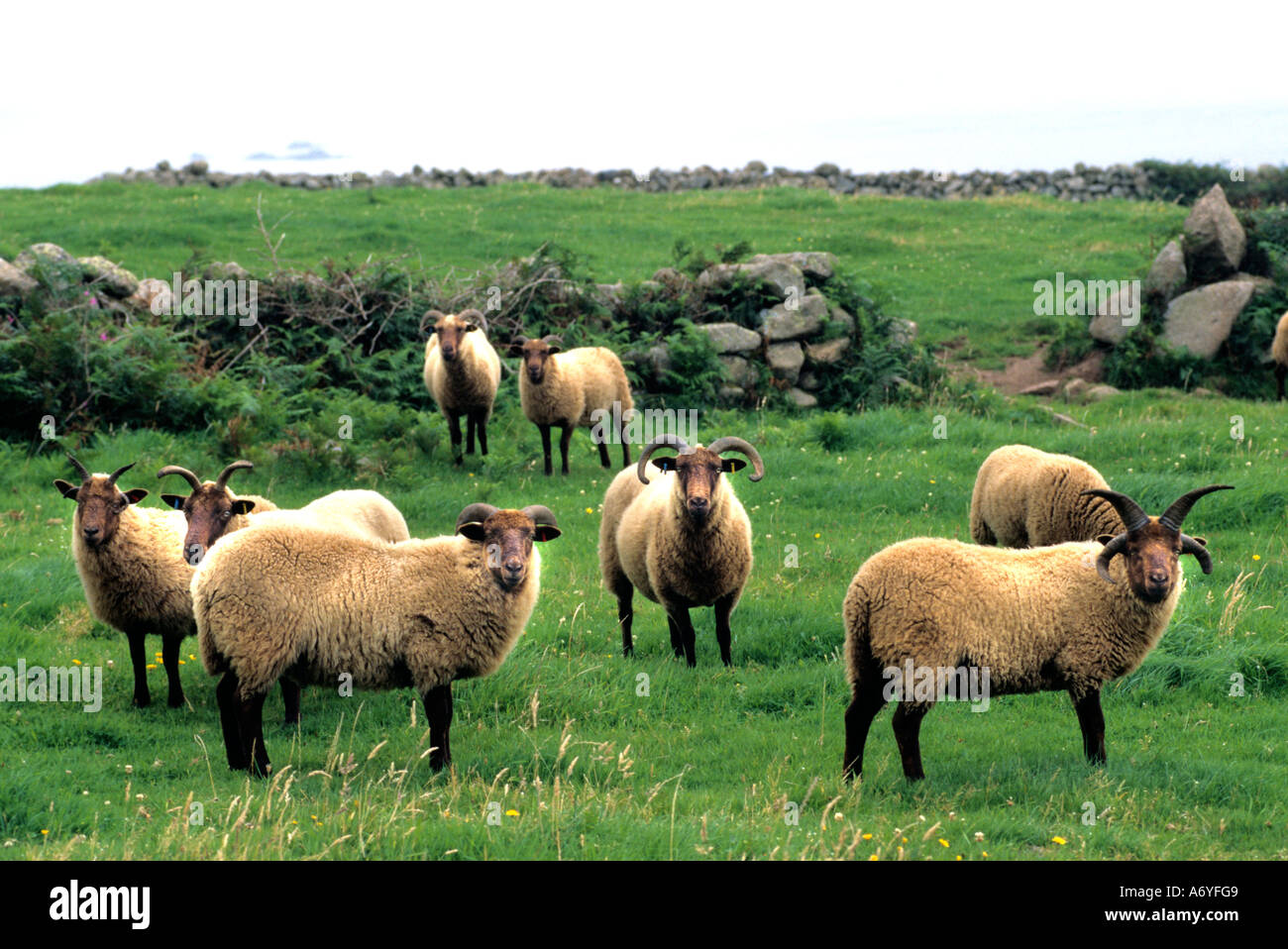 Tintagel farm sheep Cornwall country farming England Stock Photo - Alamy