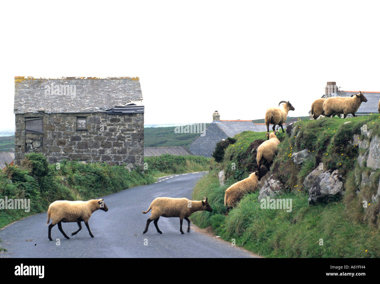 Tintagel farm sheep Cornwall country farming England Stock Photo - Alamy
