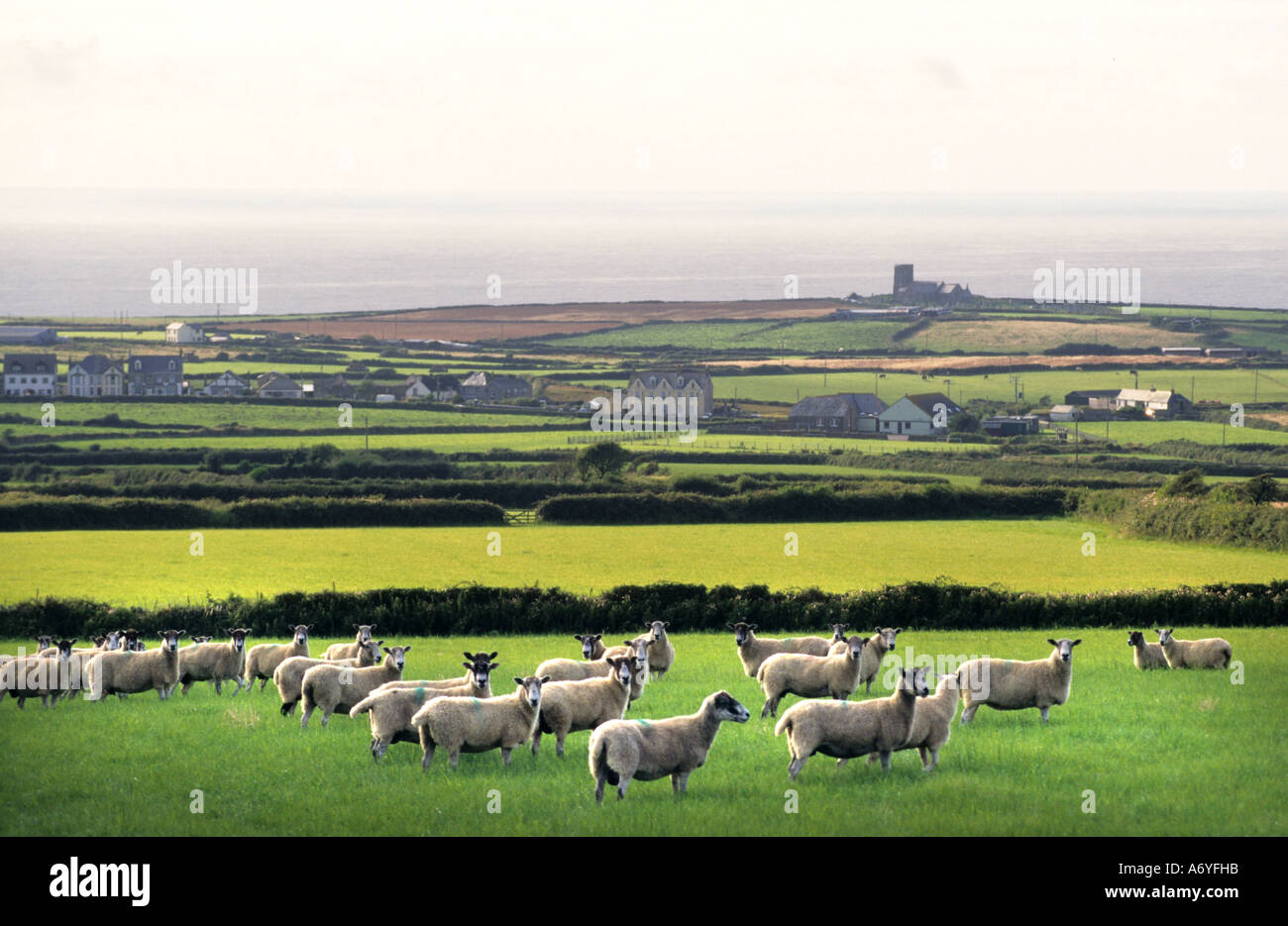 Tintagel farm sheep Cornwall country farming England Stock Photo - Alamy