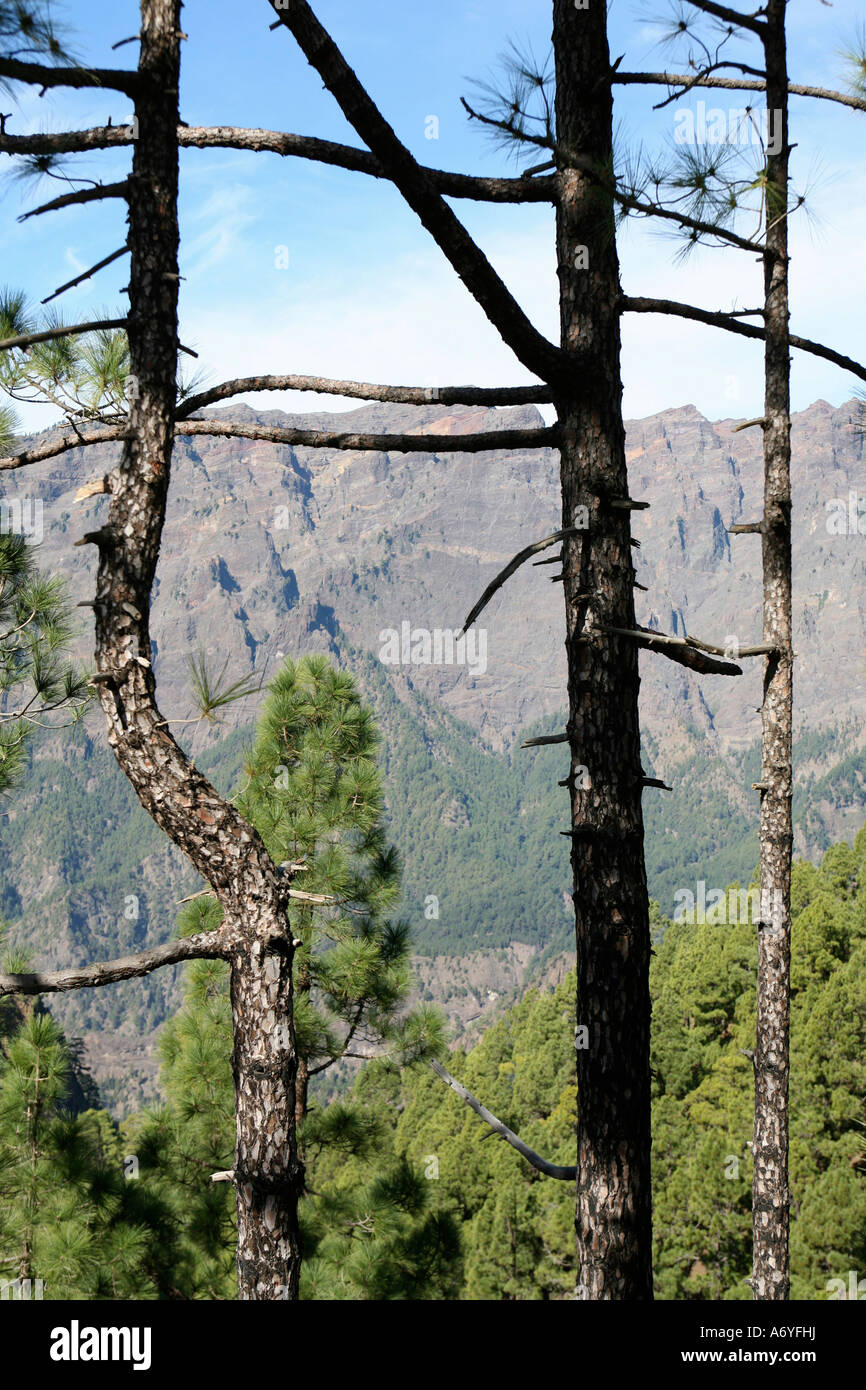 View through trees of a mountain range Stock Photo - Alamy