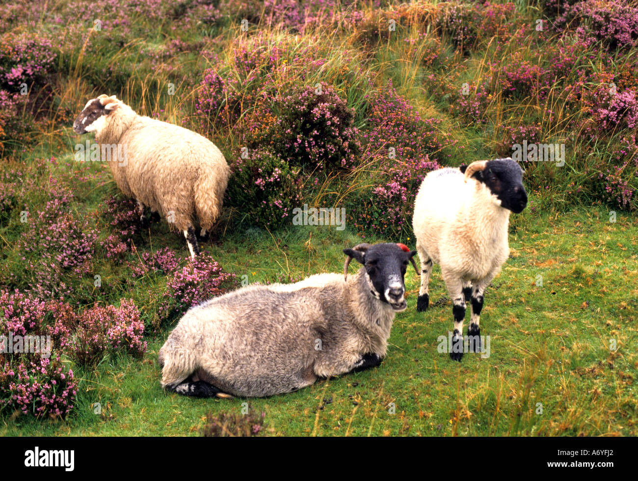 Tintagel farm sheep Cornwall country farming England Stock Photo - Alamy