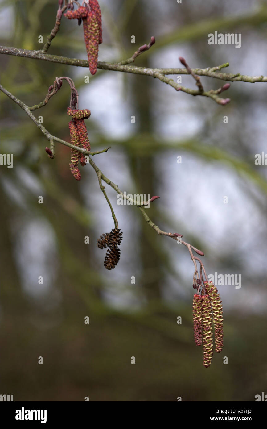 Alder Alnus glutinosa catkins and cones Kent UK winter Stock Photo - Alamy
