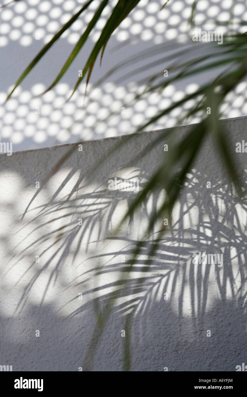 Shadows on a wall of a plant Stock Photo - Alamy