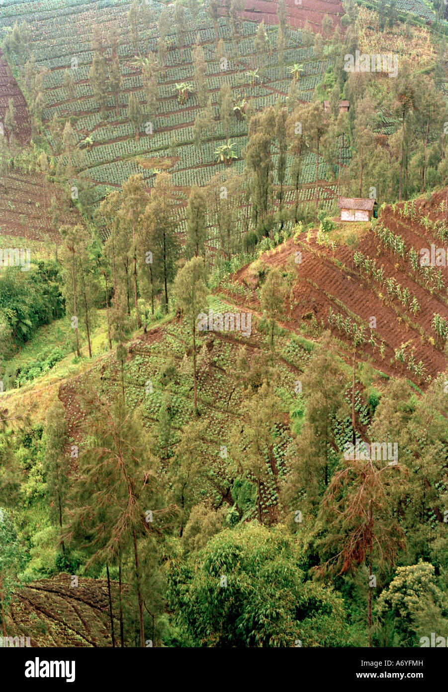 Crops in terraced fields Java Indonesia Stock Photo - Alamy