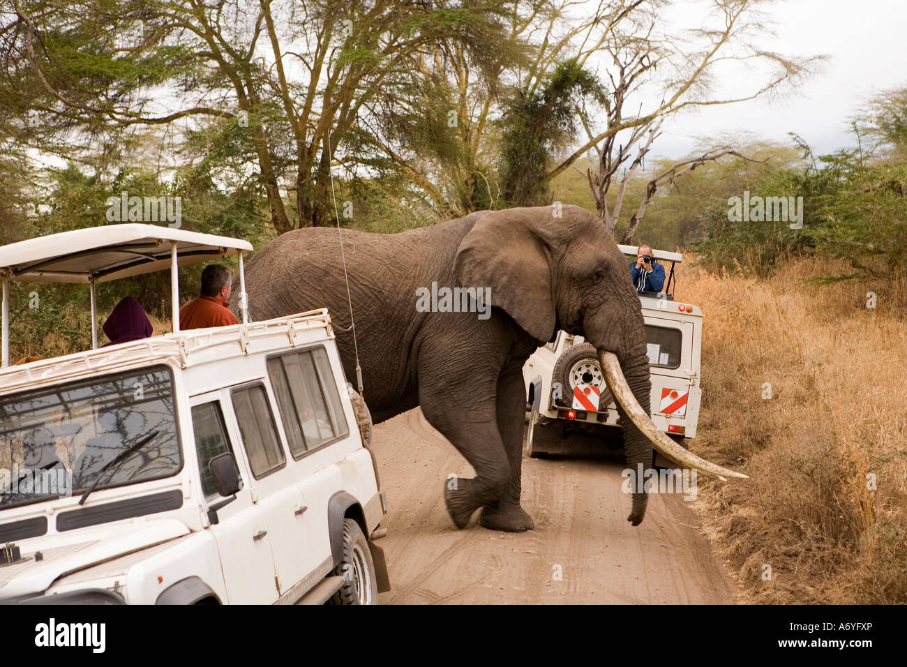 An elephant walking between two safari vehicles Stock Photo - Alamy