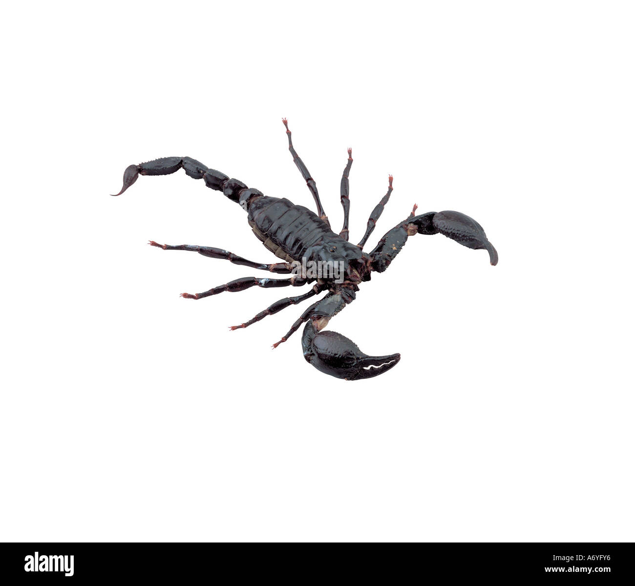 Picture of Insect Stock Photo - Alamy