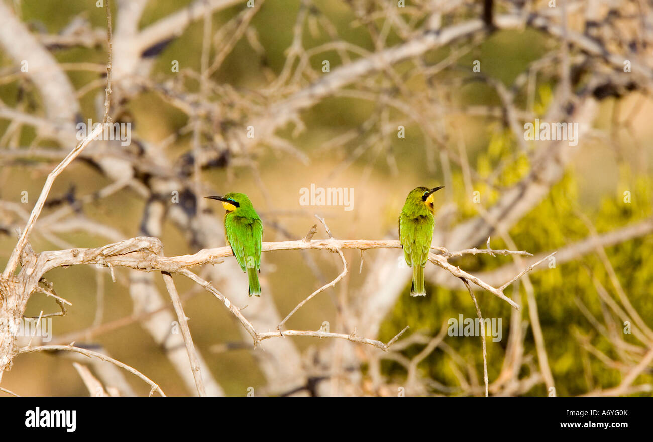 Two birds sitting on a branch Stock Photo - Alamy