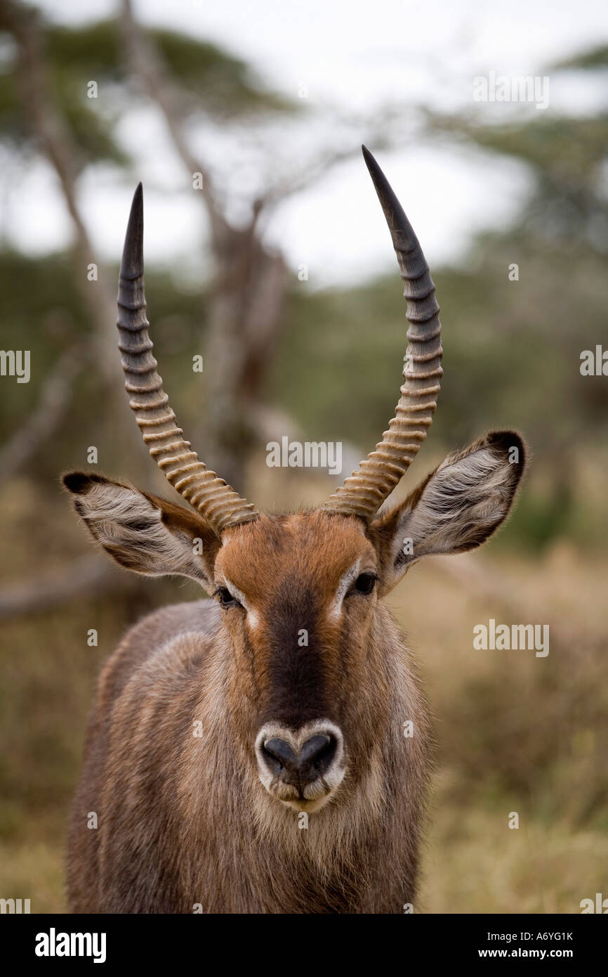 Close up of an antelope Stock Photo - Alamy
