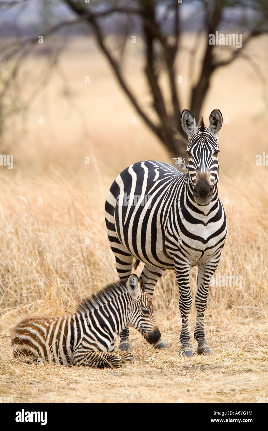 A zebra and calf Stock Photo - Alamy