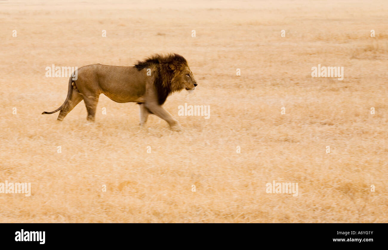 Male lion prowling hi-res stock photography and images - Alamy