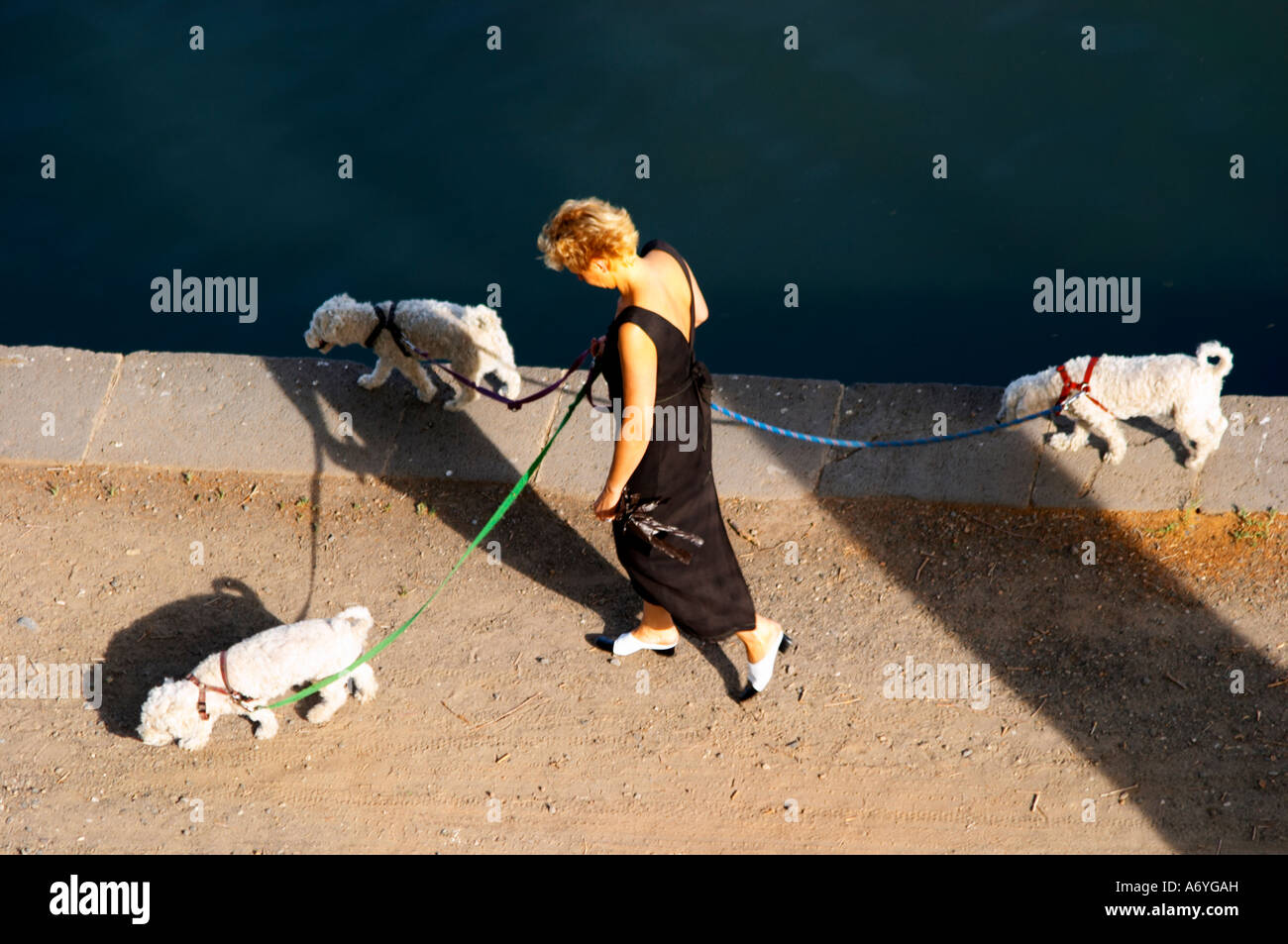 Woman with three dogs hi-res stock photography and images - Alamy