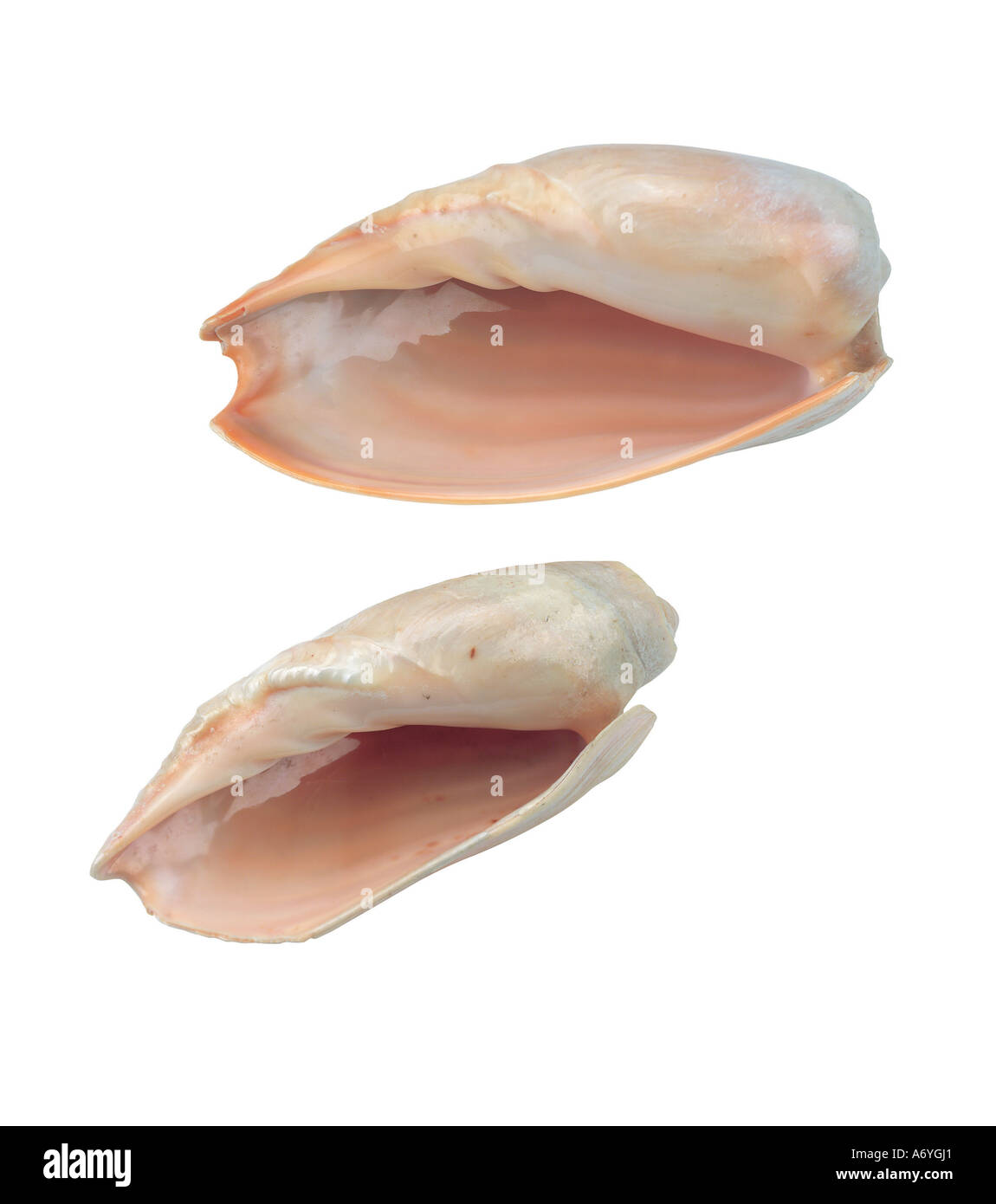 Picture of Shell Stock Photo - Alamy