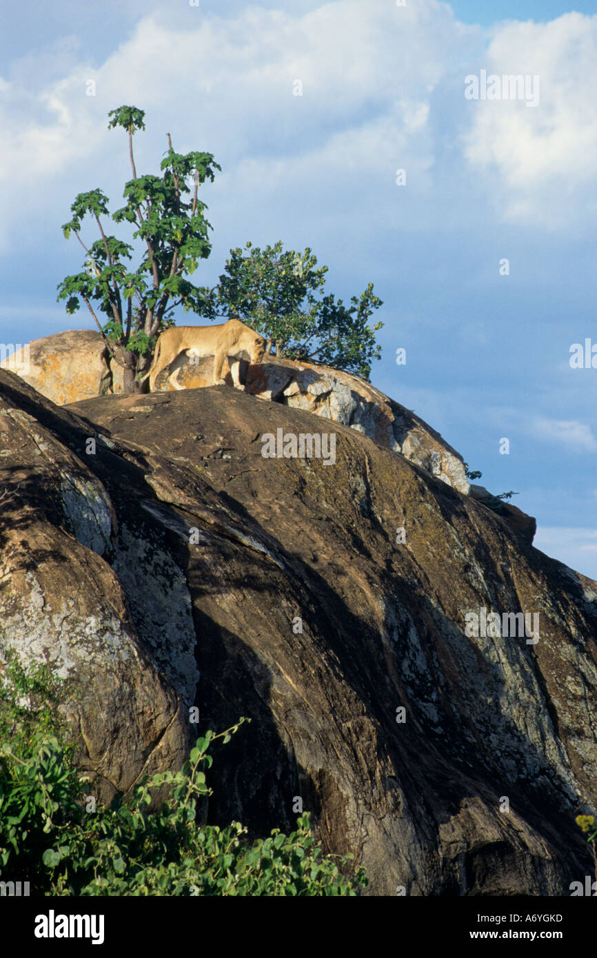 Tanzania Serengeti N P kopje rocks lion panthera leo Stock Photo - Alamy