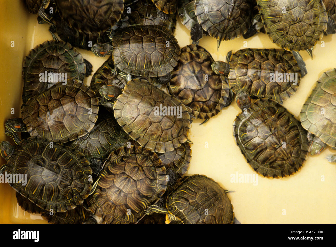 Korea Seoul turtles for sale in a market Stock Photo - Alamy