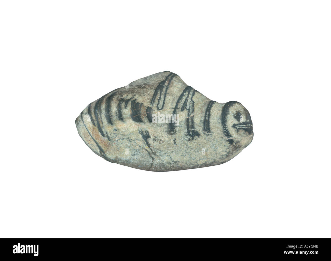 Picture of Shell Stock Photo - Alamy