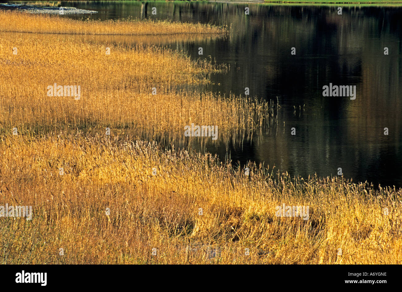 Colourful reed bed at Brothers Water Stock Photo - Alamy