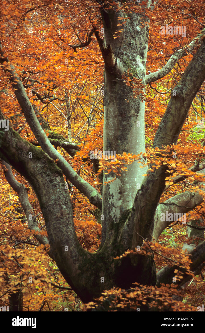 Beech tree in the Autumn, Great Wood by Derwent Water Stock Photo - Alamy