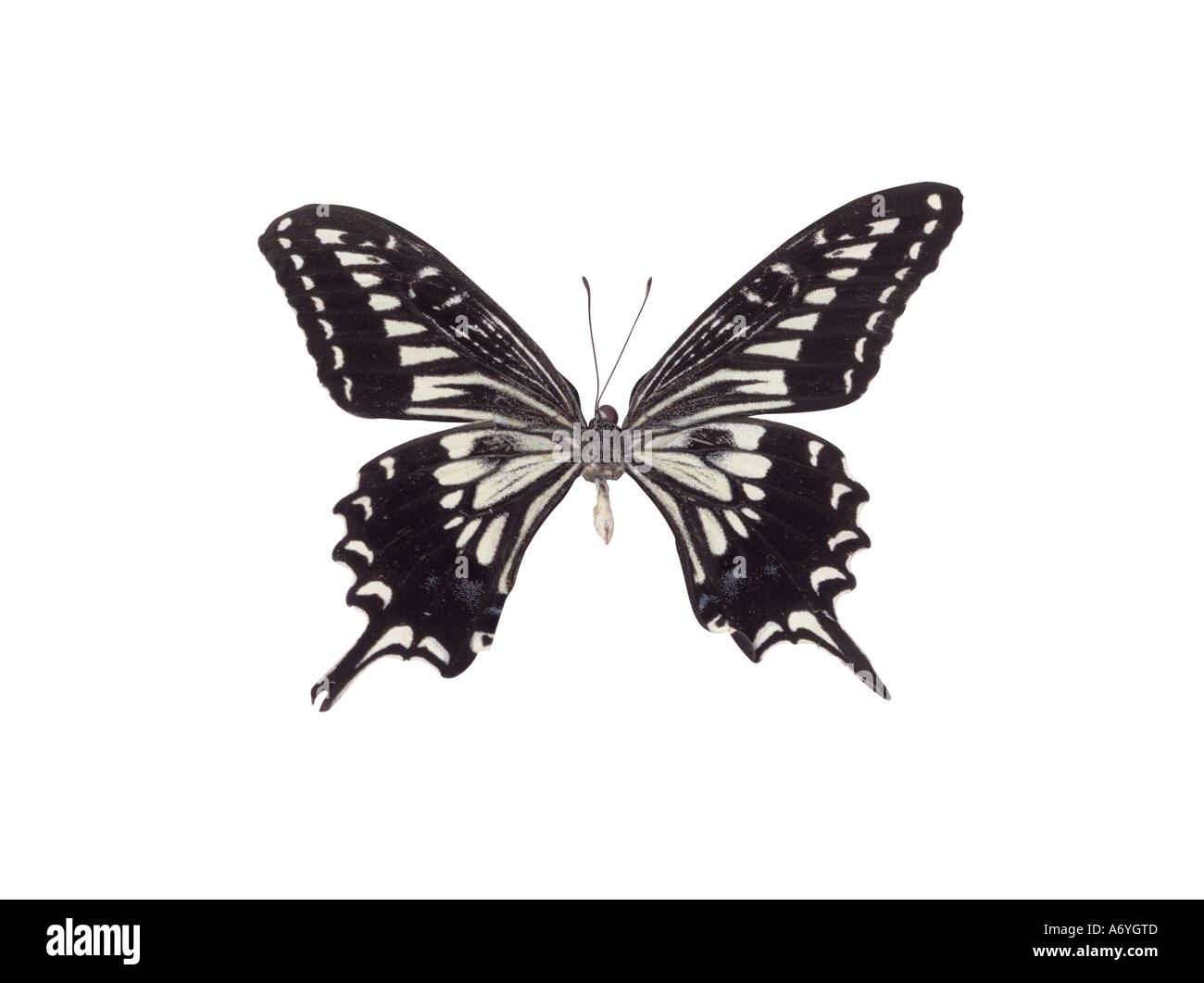 Picture of Butterfly Stock Photo - Alamy