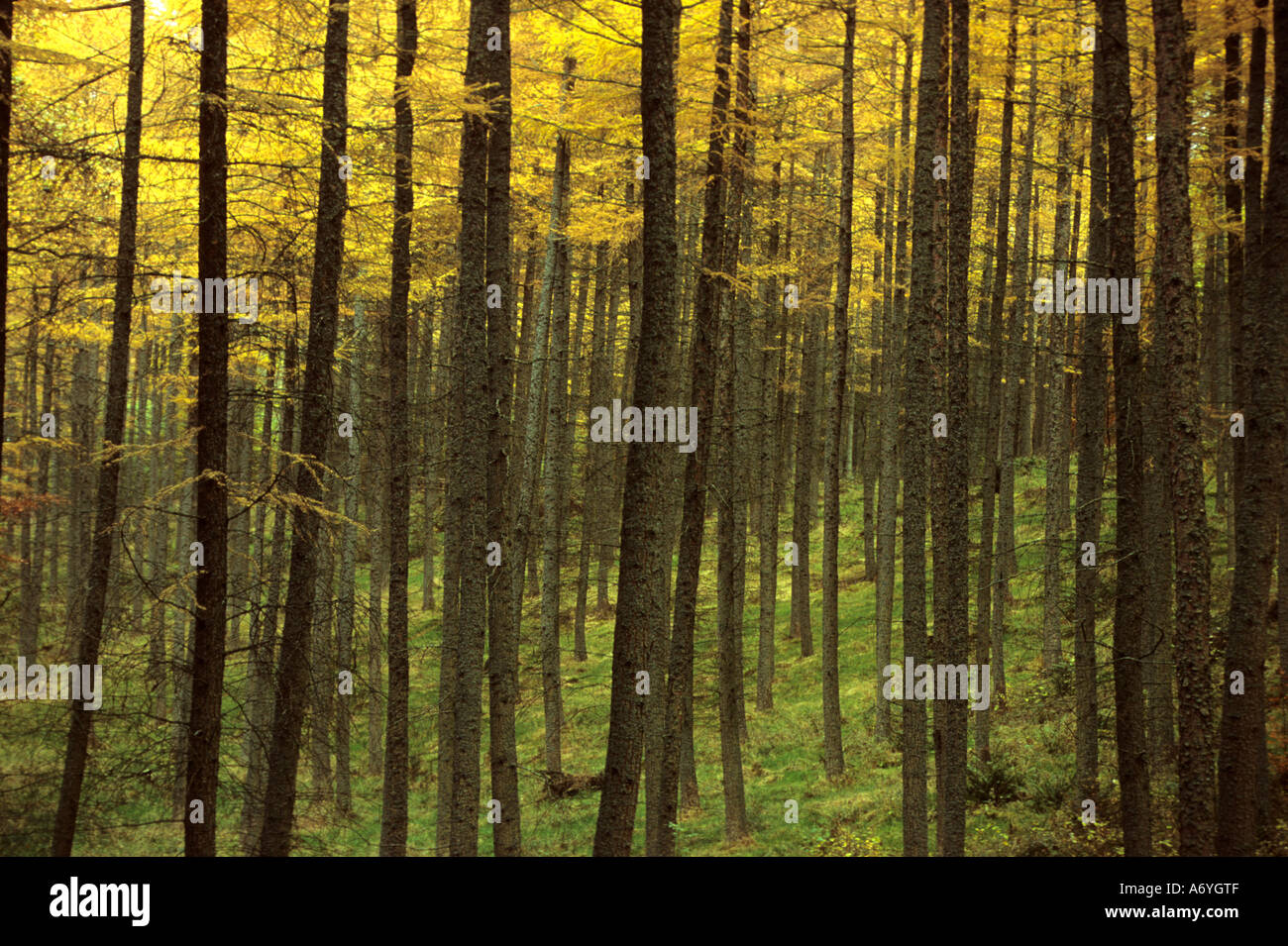 Buttermere autumn leaves hi-res stock photography and images - Alamy