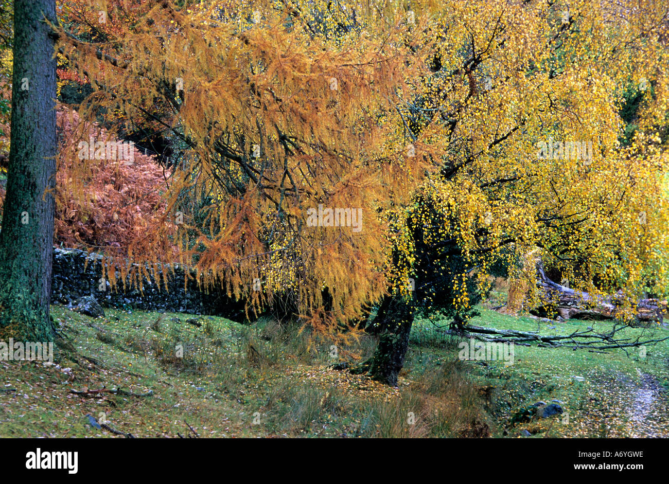 Autumn scene in woods at Manesty Park, Derwent Water Stock Photo - Alamy
