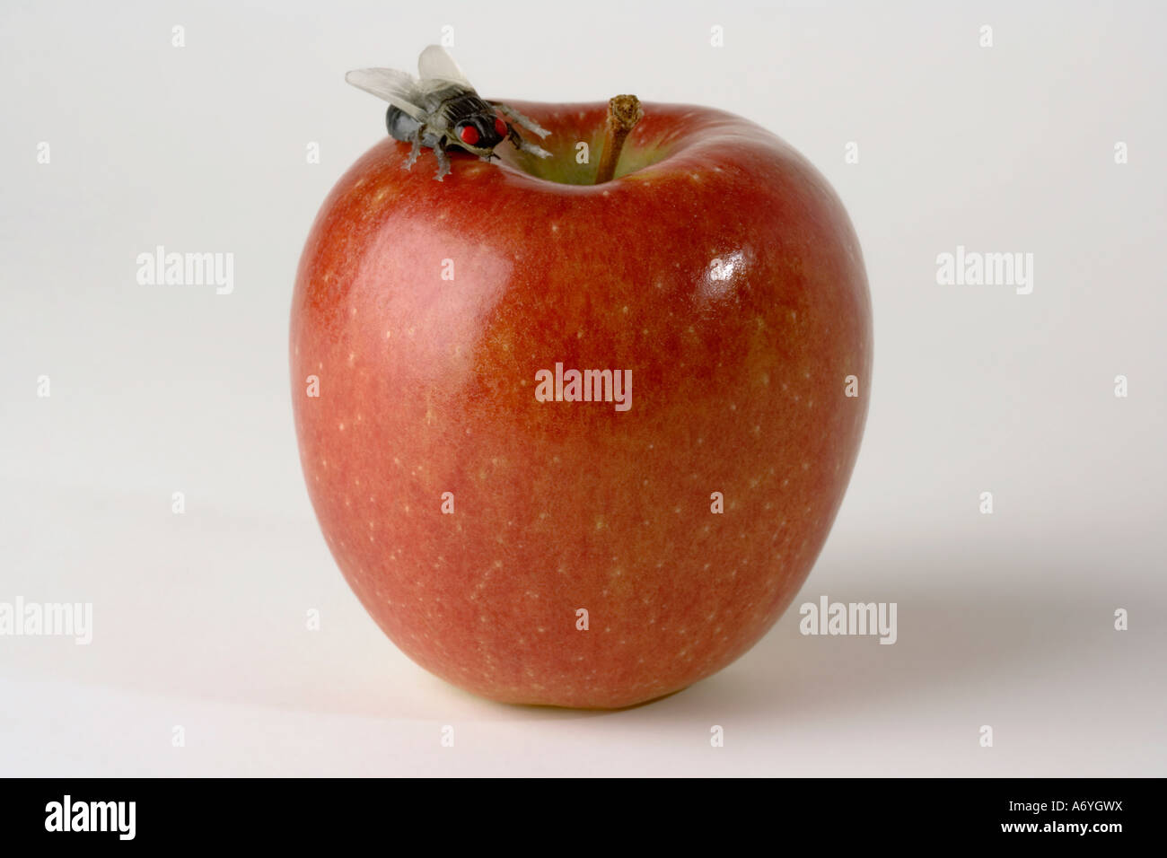 Apple pests hi-res stock photography and images - Alamy