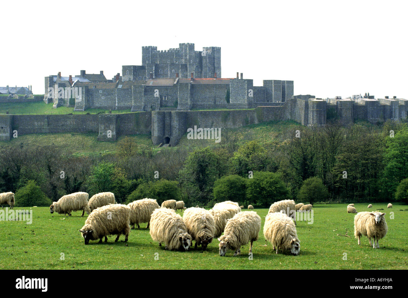 Medieval Middle Ages Sheep High Resolution Stock Photography and Images ...