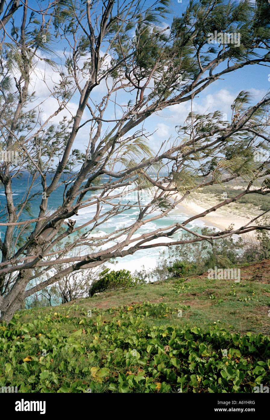 View through trees of the coastline Stock Photo - Alamy